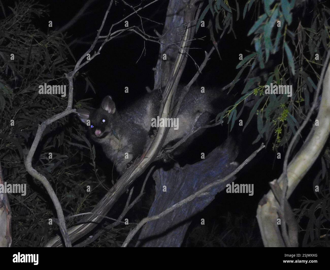 Common Brushtail Possum (Trichosurus vulpecula), Mammalia, Beauty Point ...