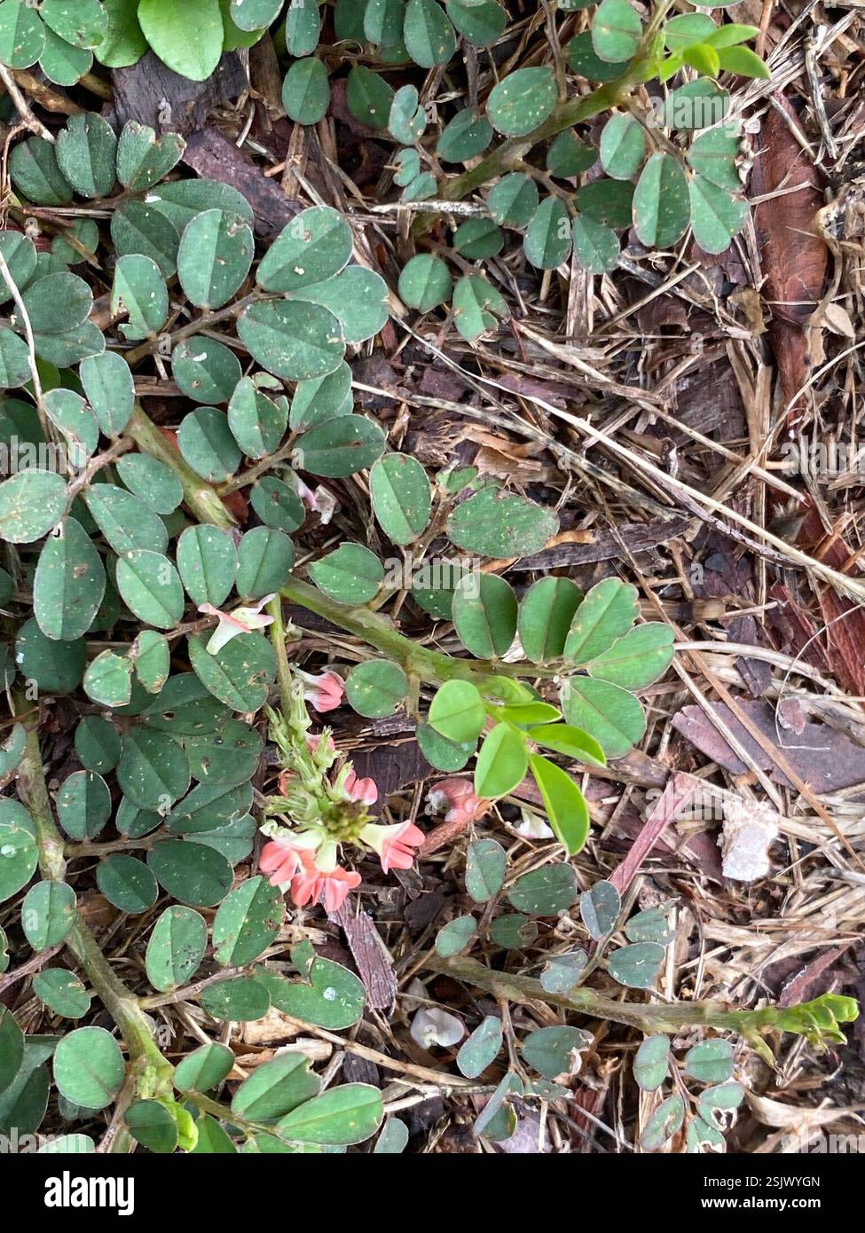 Creeping Indigo (Indigofera spicata), Plantae, Hiley Ct, Carindale, QLD ...