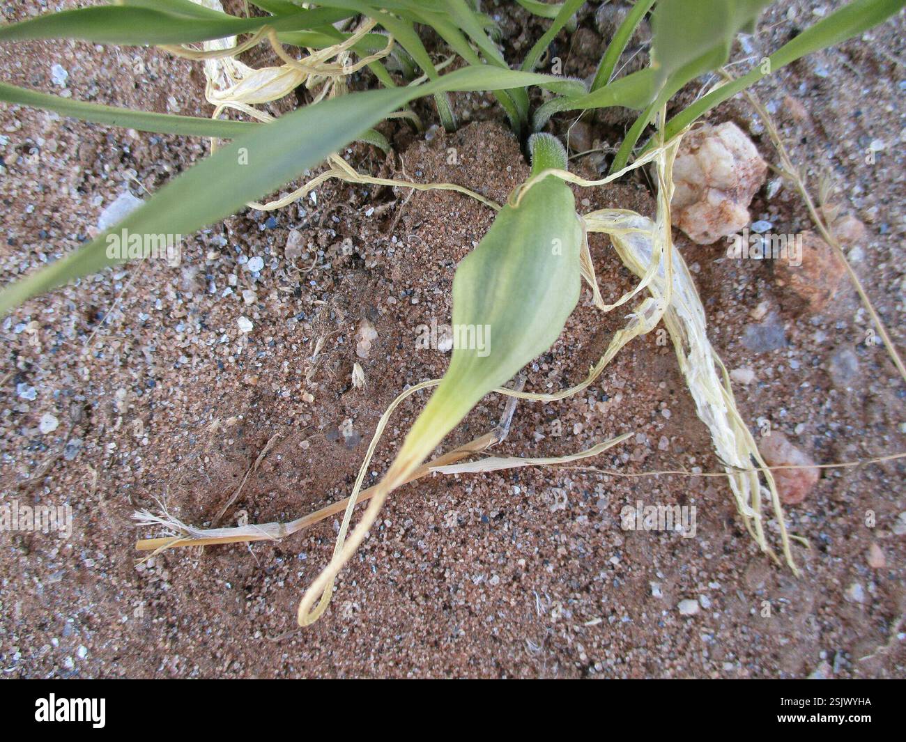 One Day Lily (Pancratium tenuifolium), Plantae, Erongo Region, Namibia ...