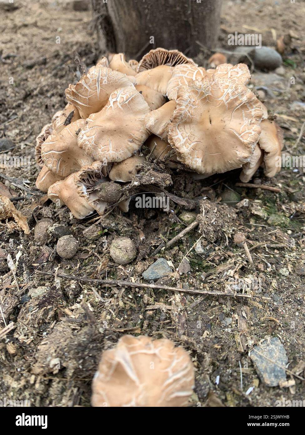 Pale Brittlestem (Candolleomyces candolleanus), Fungi, Ensenada, Baja ...