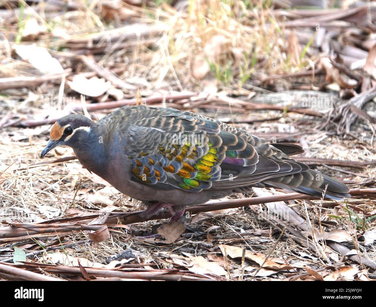 Common Bronzewing (Phaps chalcoptera), Aves, Jells Park, Wheelers Hill ...
