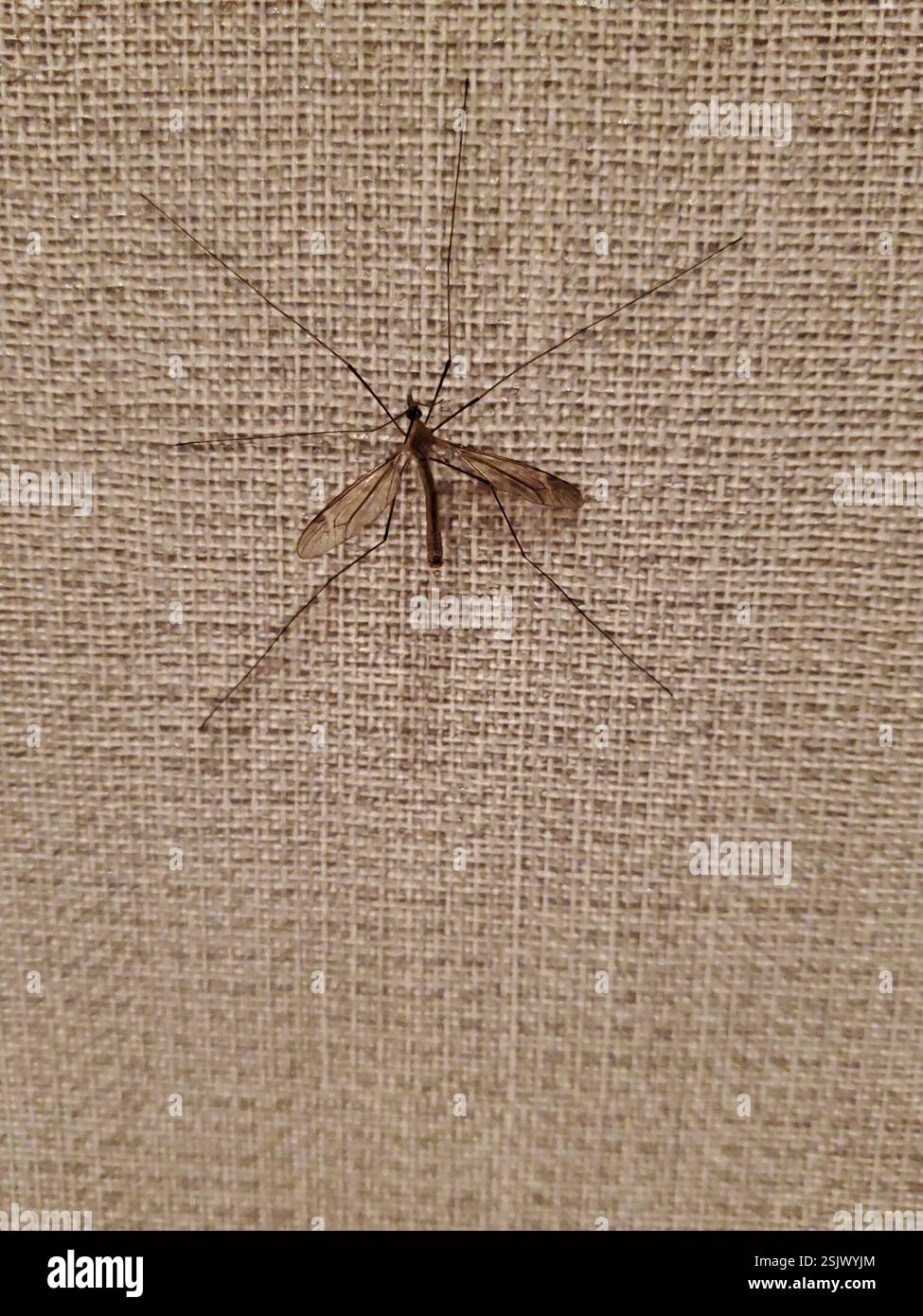 Common Crane Flies (Tipula), Insecta, DeSoto, Mississippi, United ...