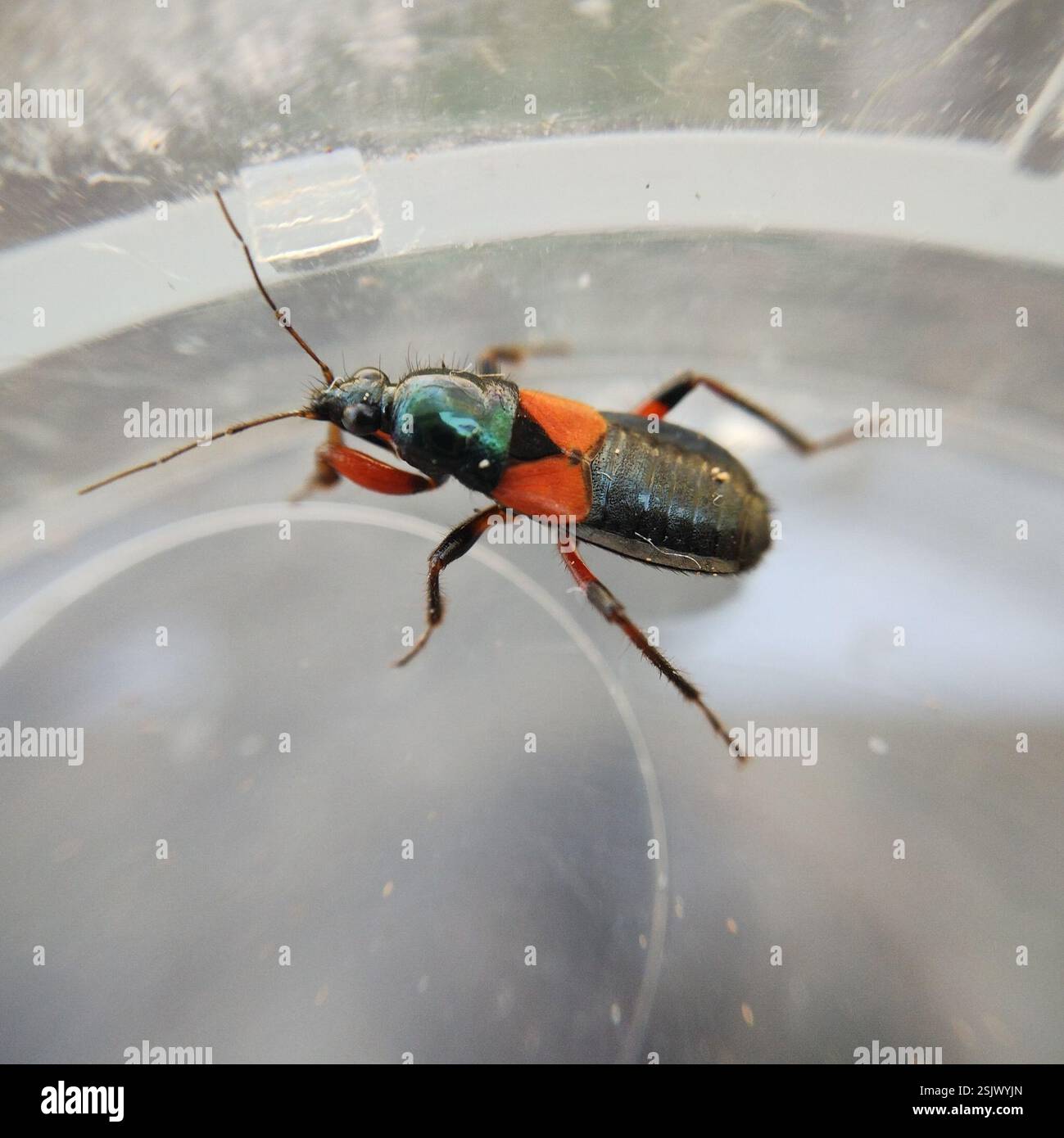 (Prostemma aeneicolle), Insecta, 1137 Pancharevo, Bulgaria Stock Photo ...