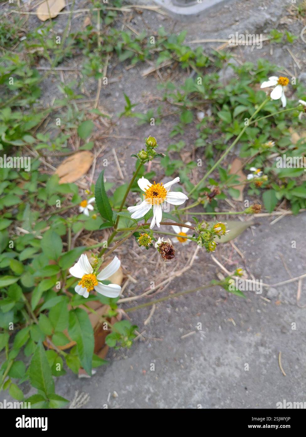 White beggarticks (Bidens alba), Plantae, 814, Taiwan, 高雄市仁武區文武里 Stock ...