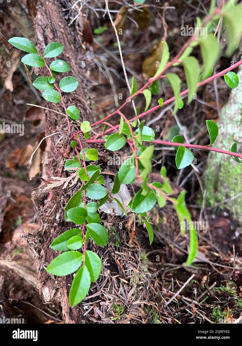 Evergreen Huckleberry (Vaccinium ovatum), Plantae, Island County, WA ...