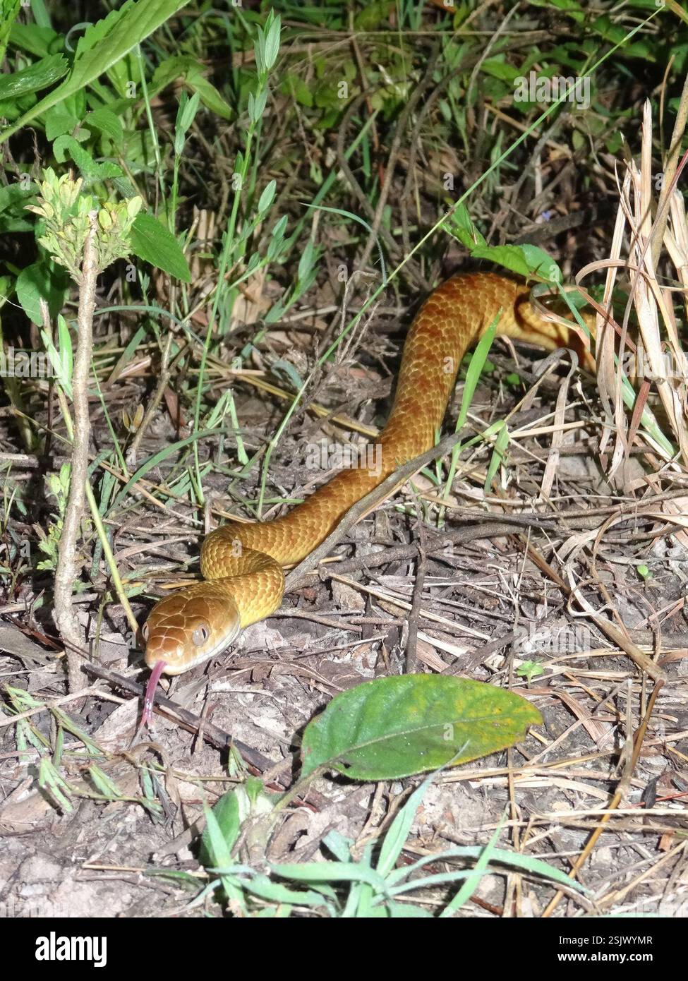 Brown Tree Snake (Boiga irregularis), Reptilia, Townsville QLD ...