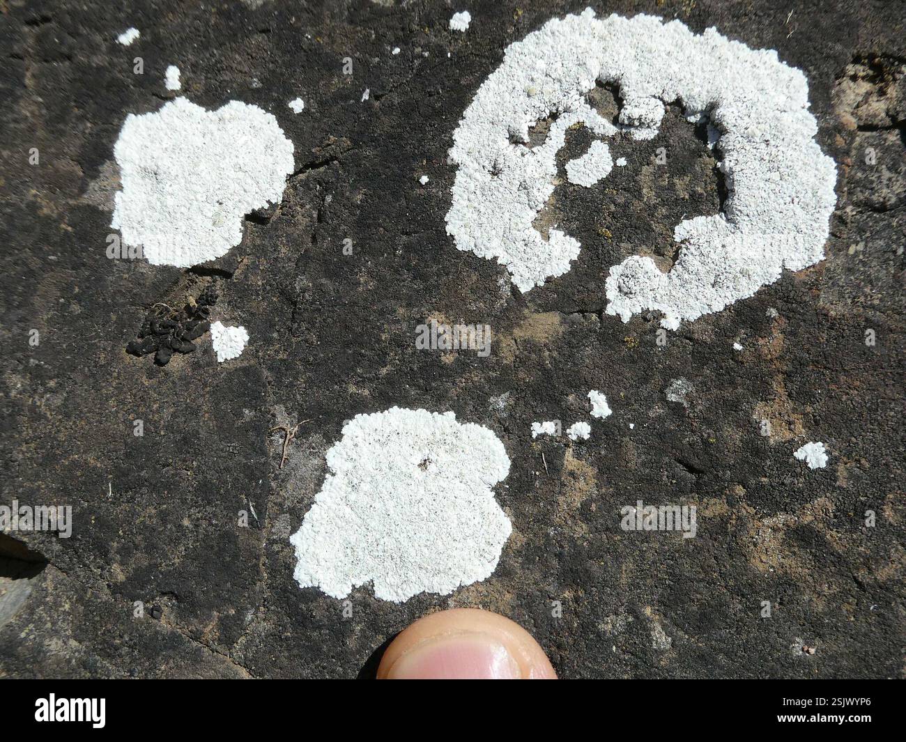 common lichens (Lecanoromycetes), Fungi, Ferrisburgh, VT, USA, On the ...