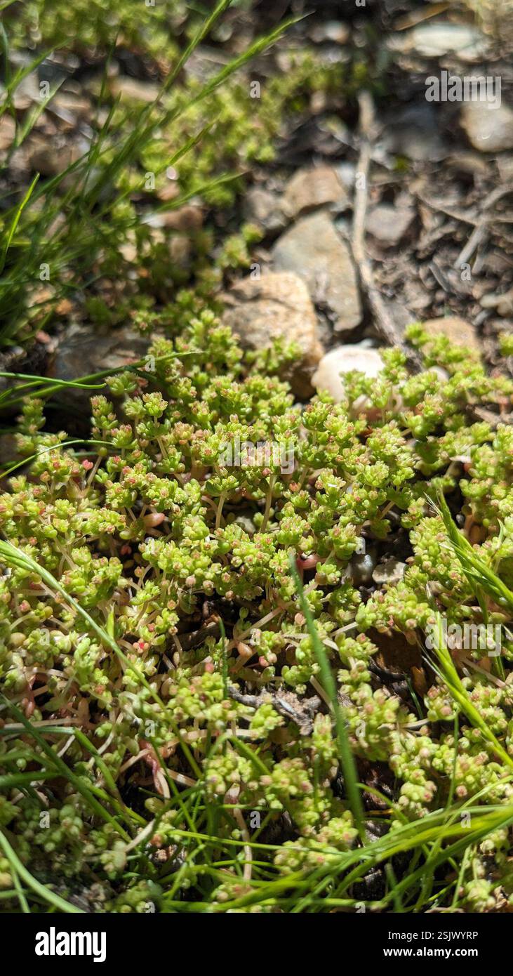 sand pygmyweed (Crassula connata), Plantae, Los Angeles, CA, USA Stock ...