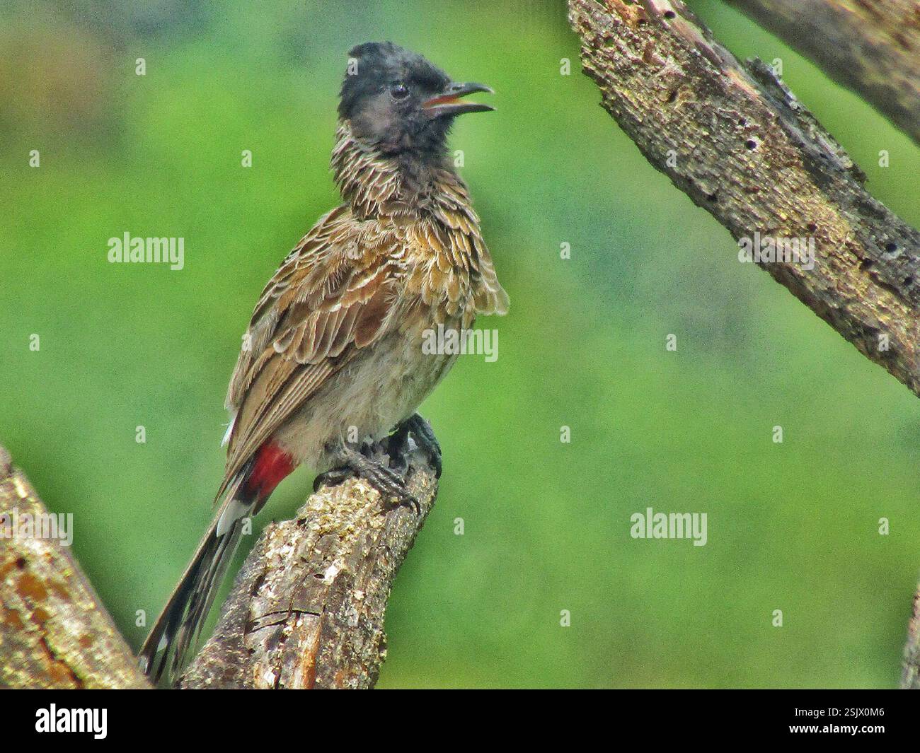 Indian tonga hi-res stock photography and images - Alamy