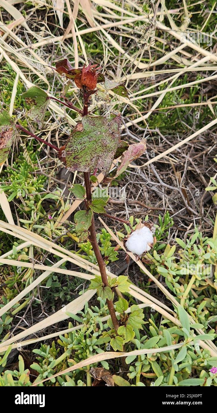 Bs cotton hi-res stock photography and images - Alamy