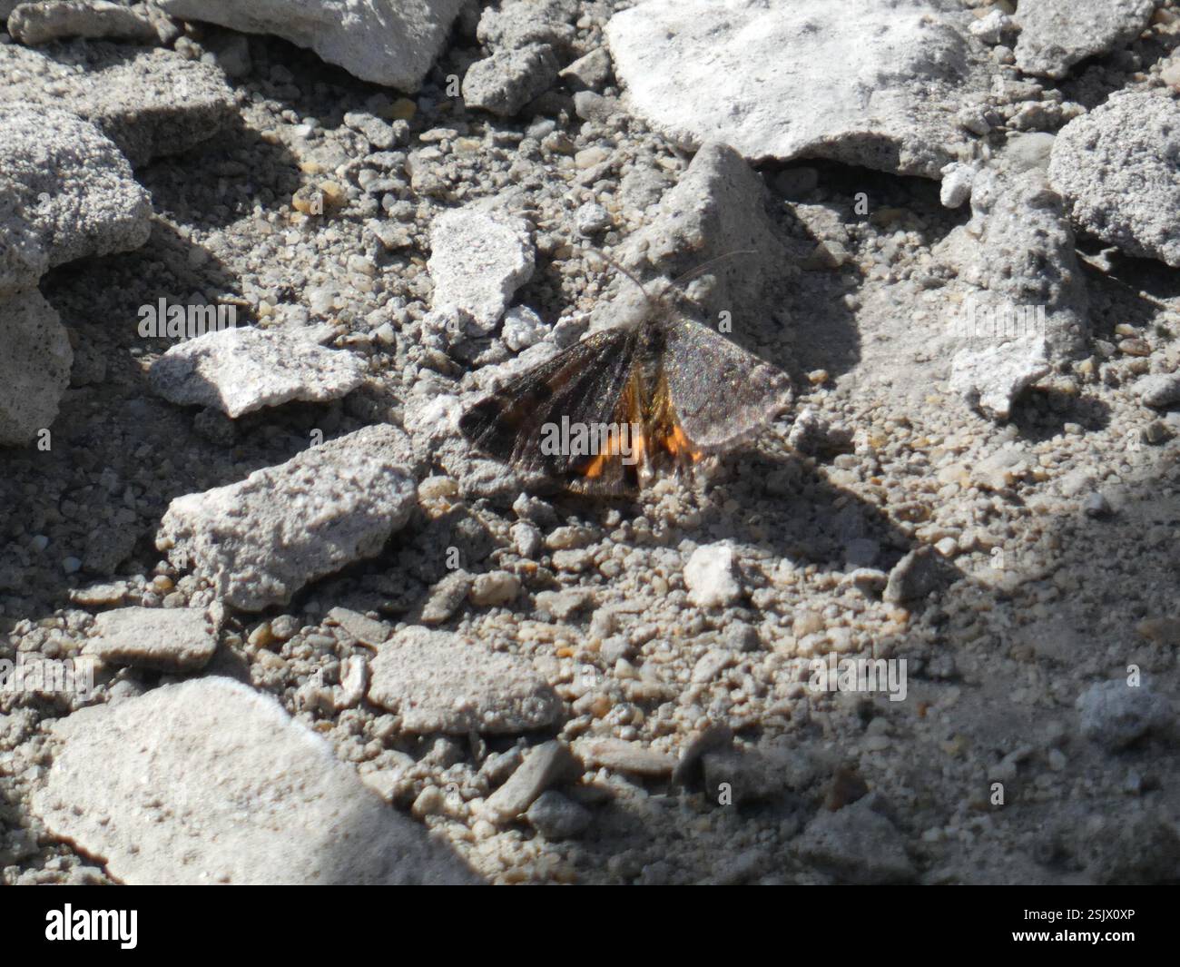 Light Orange Underwing (Boudinotiana notha), Insecta, 23010 Buglio In ...