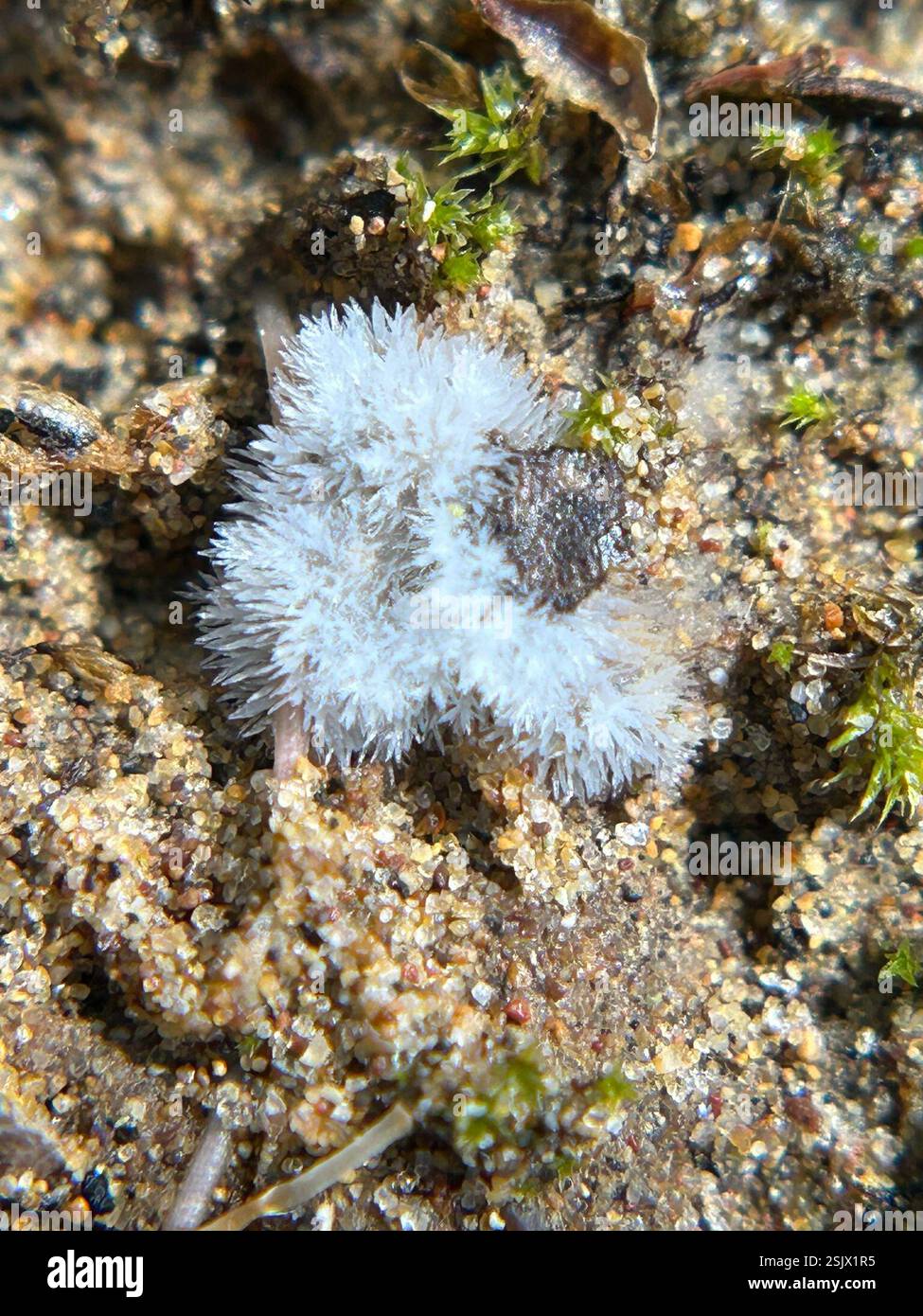 Fungi Including Lichens (Fungi), Fungi, Alamo Dr, Los Osos, CA, US, On ...