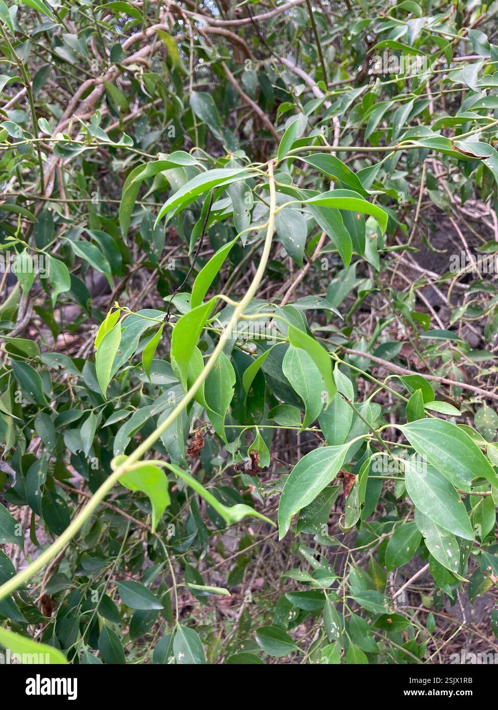 Australian wax jasmine (Jasminum simplicifolium), Plantae, Stanwell ...