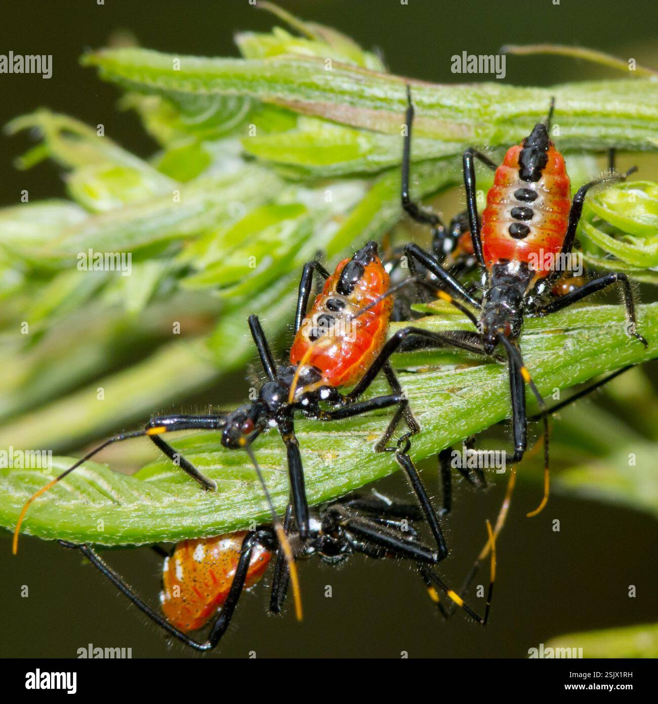 Wheel Bugs (Arilus), Insecta, Villa de Leyva, Boyacá, Colombia Stock ...