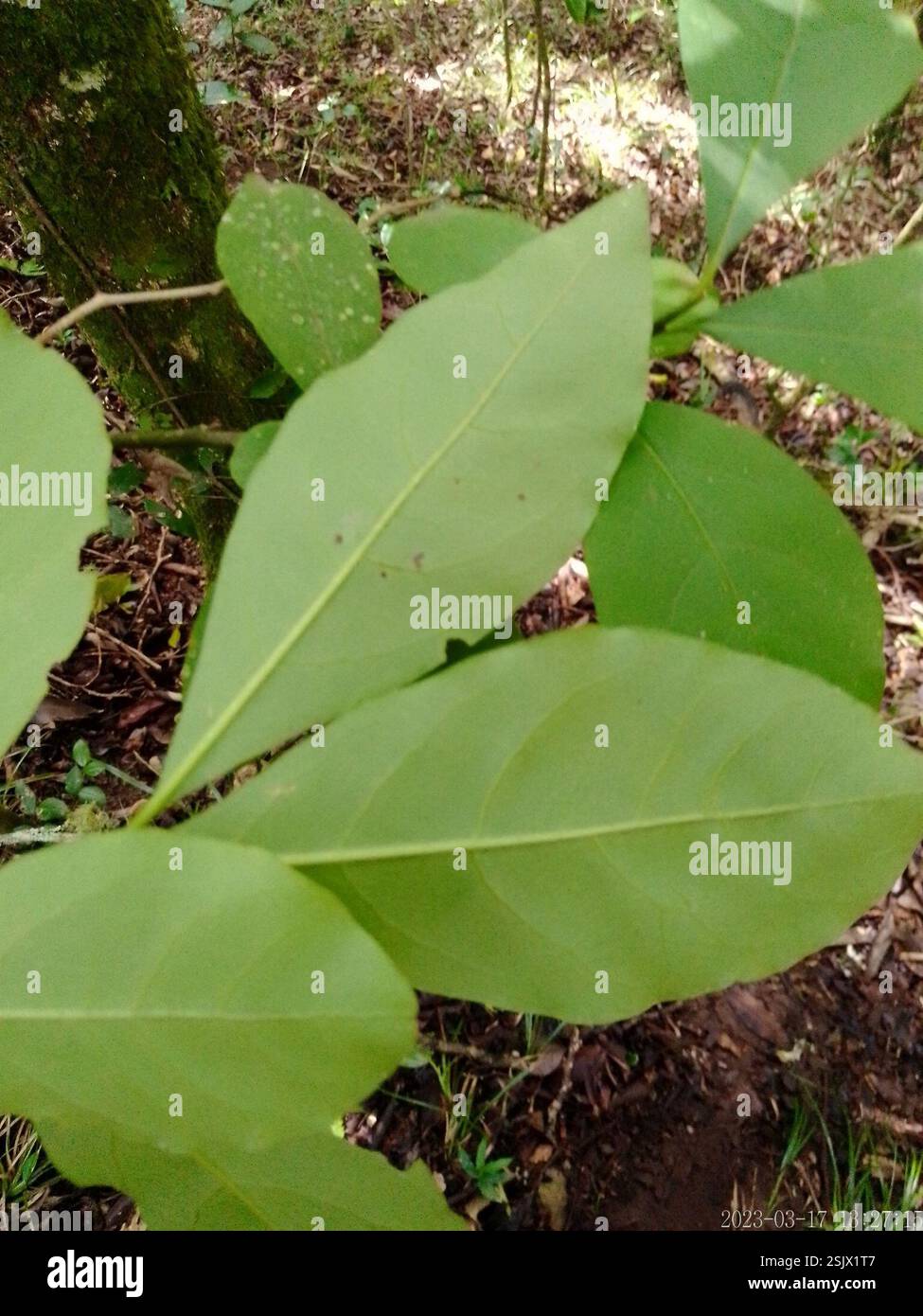 southern raintree (Brunfelsia australis), Plantae, 37000 Departamento ...
