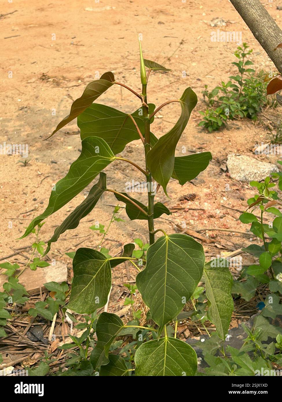 Mock Bodh Tree (Ficus rumphii), Plantae, Mya Nandar Street, Thingangyun, Yangon, MM Stock Photo ...