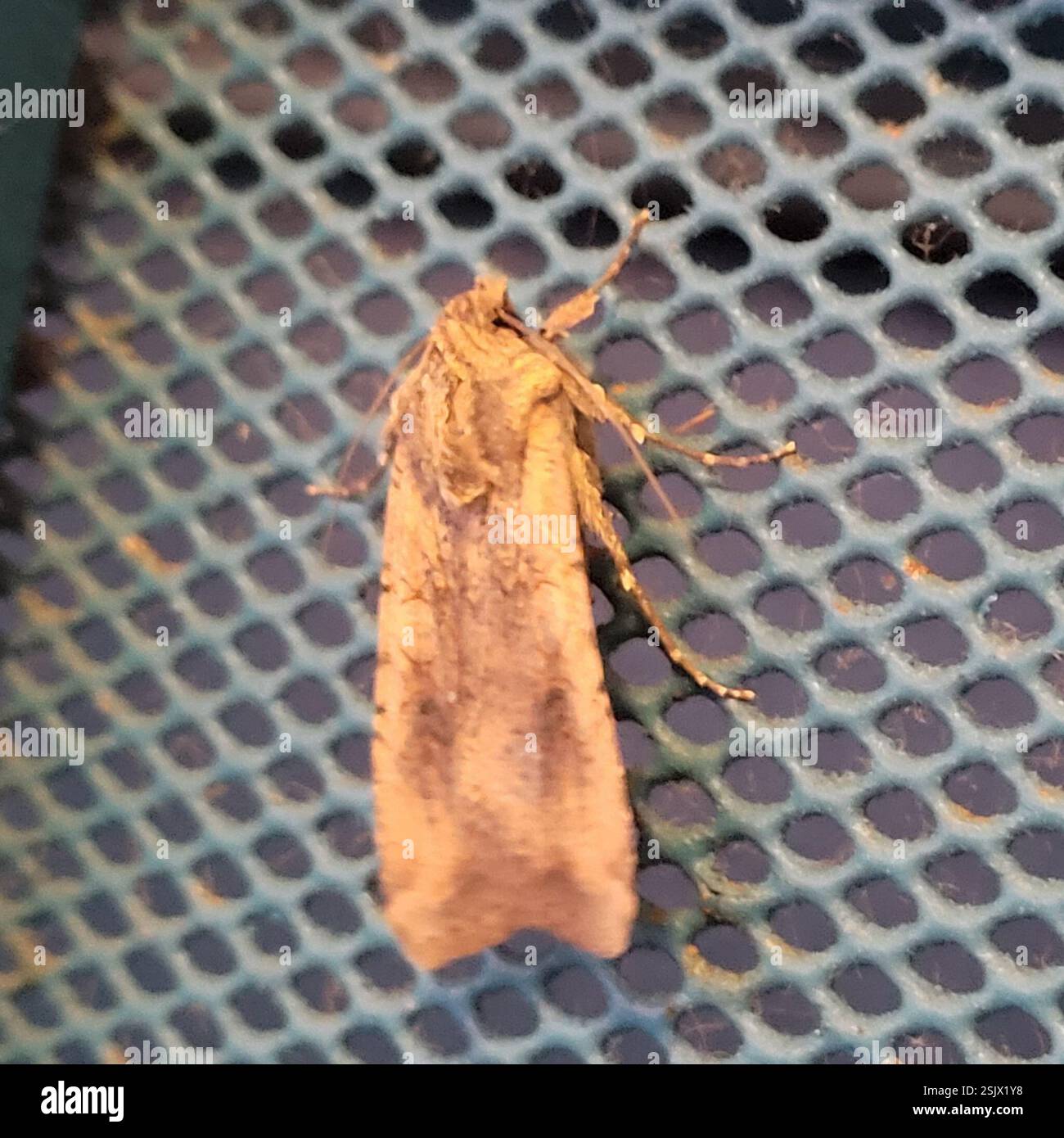 Variegated Cutworm Moth (Peridroma saucia), Insecta, Venice, CA 90291, USA Stock Photo - Alamy