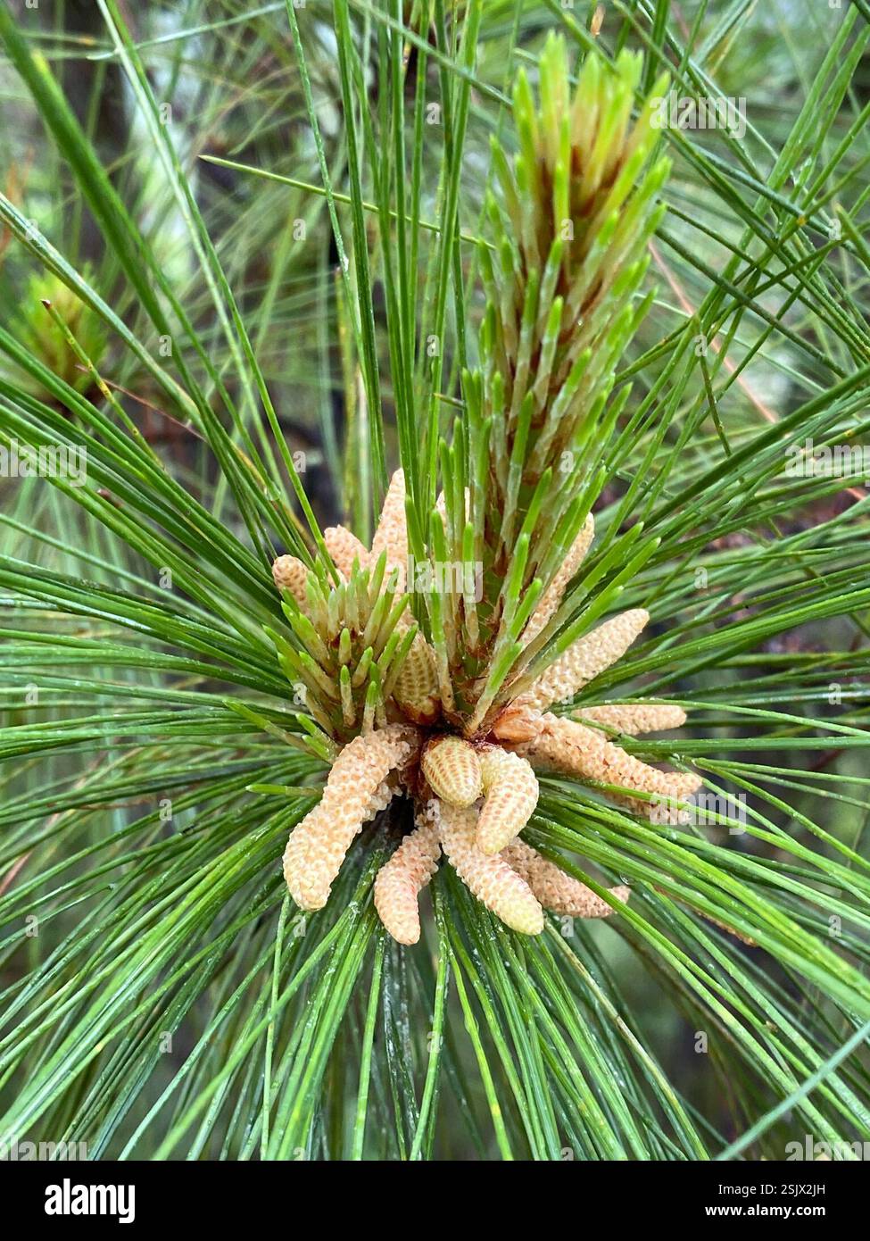 Khasi pine (Pinus kesiya), Plantae, Luzon, Bontoc, Mountain Province ...