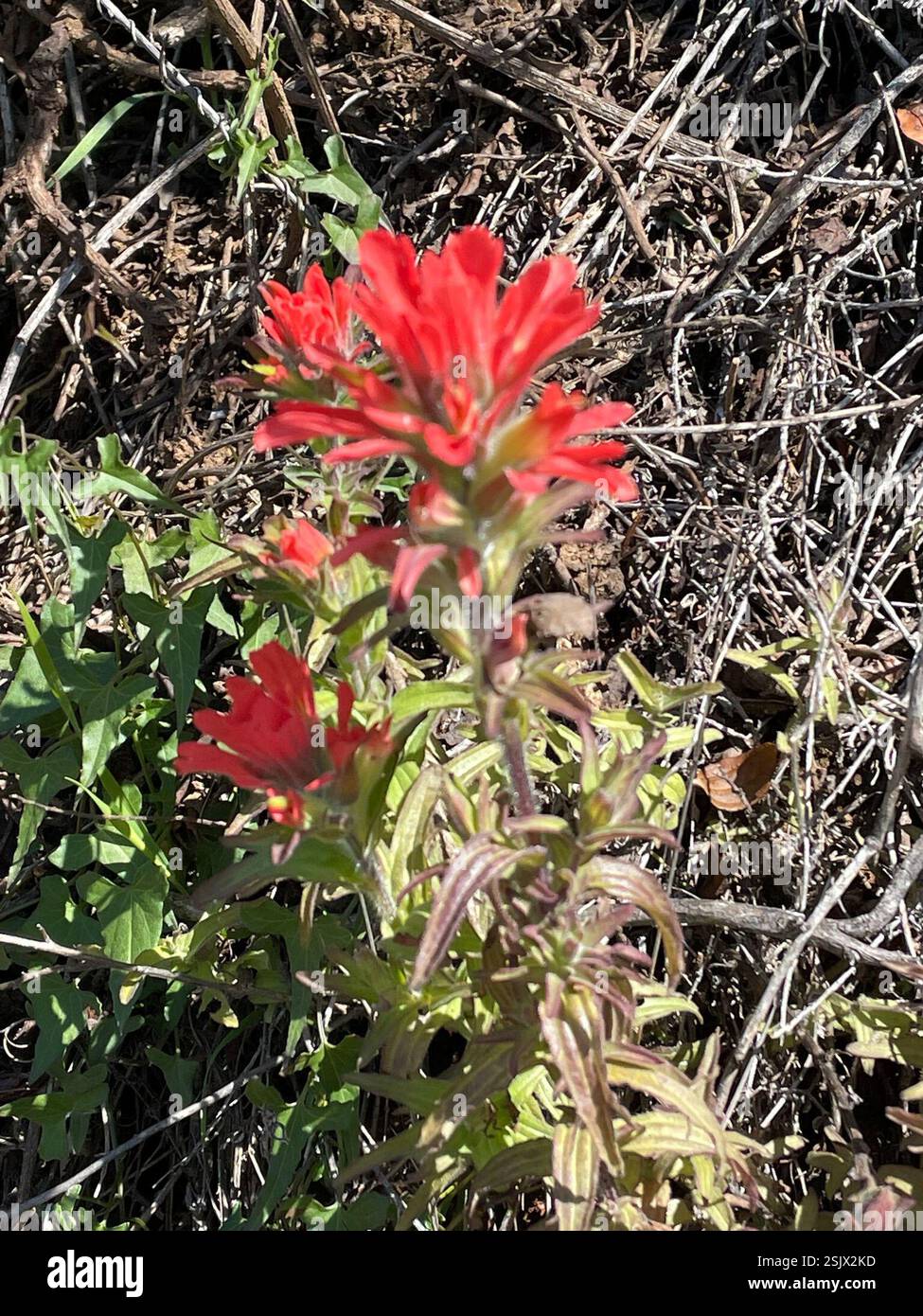 Coast Paintbrush (Castilleja affinis affinis), Plantae, Julia Pfeiffer ...