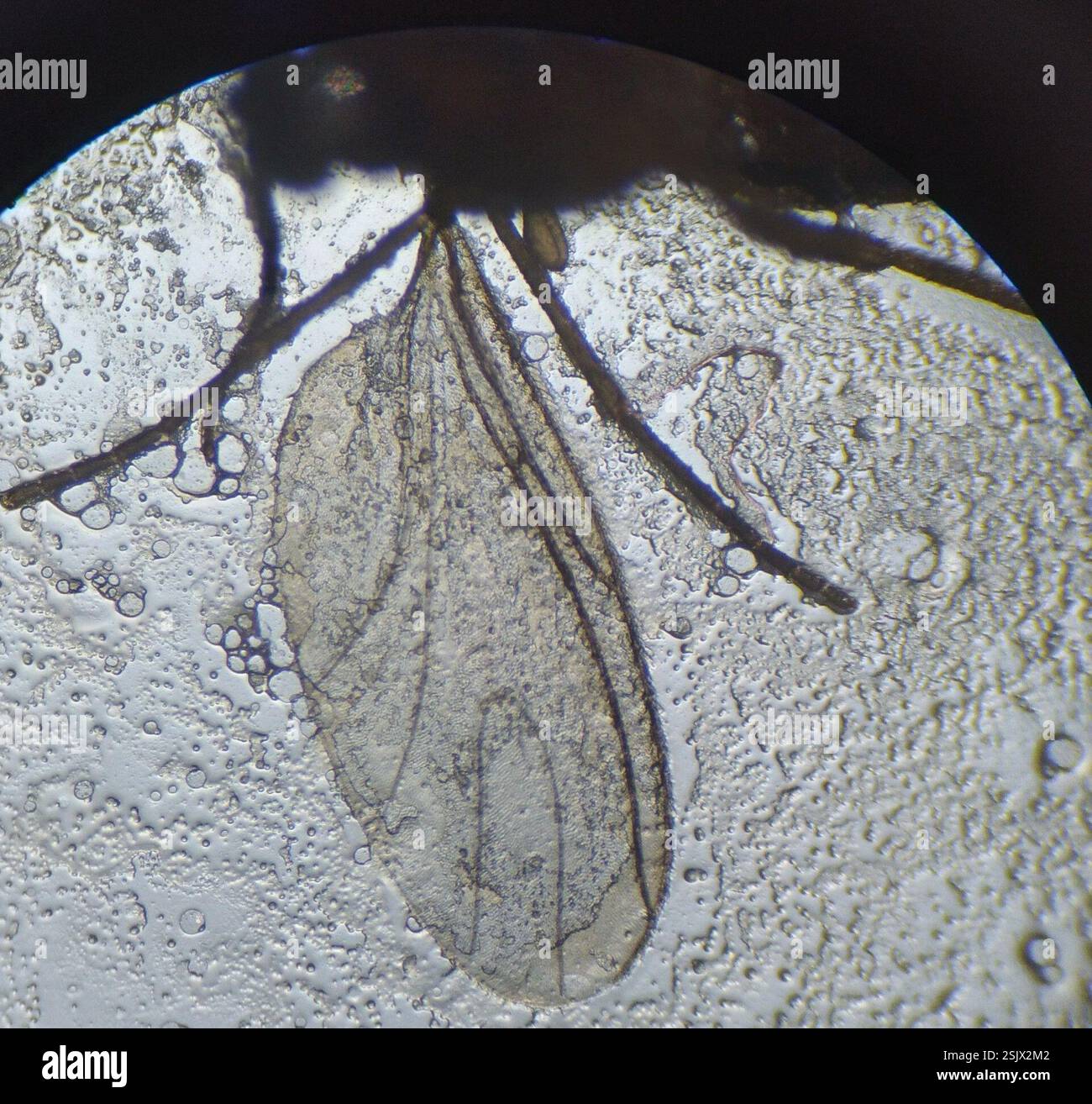 Dark-winged Fungus Gnats (Sciaridae), Insecta, Division No. 5, CA-SK ...