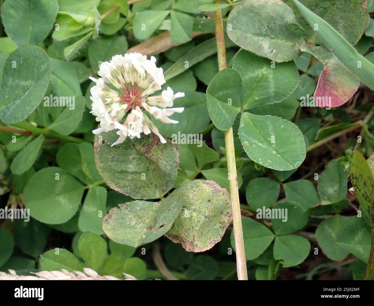 (Polythrincium trifolii), Fungi, Chatham Islands, Rekohu (Chatham ...