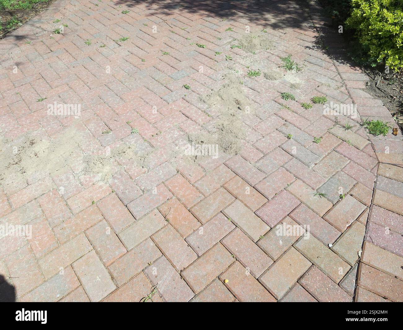 Red Imported Fire Ant (Solenopsis invicta), Insecta, Coastal Georgia ...