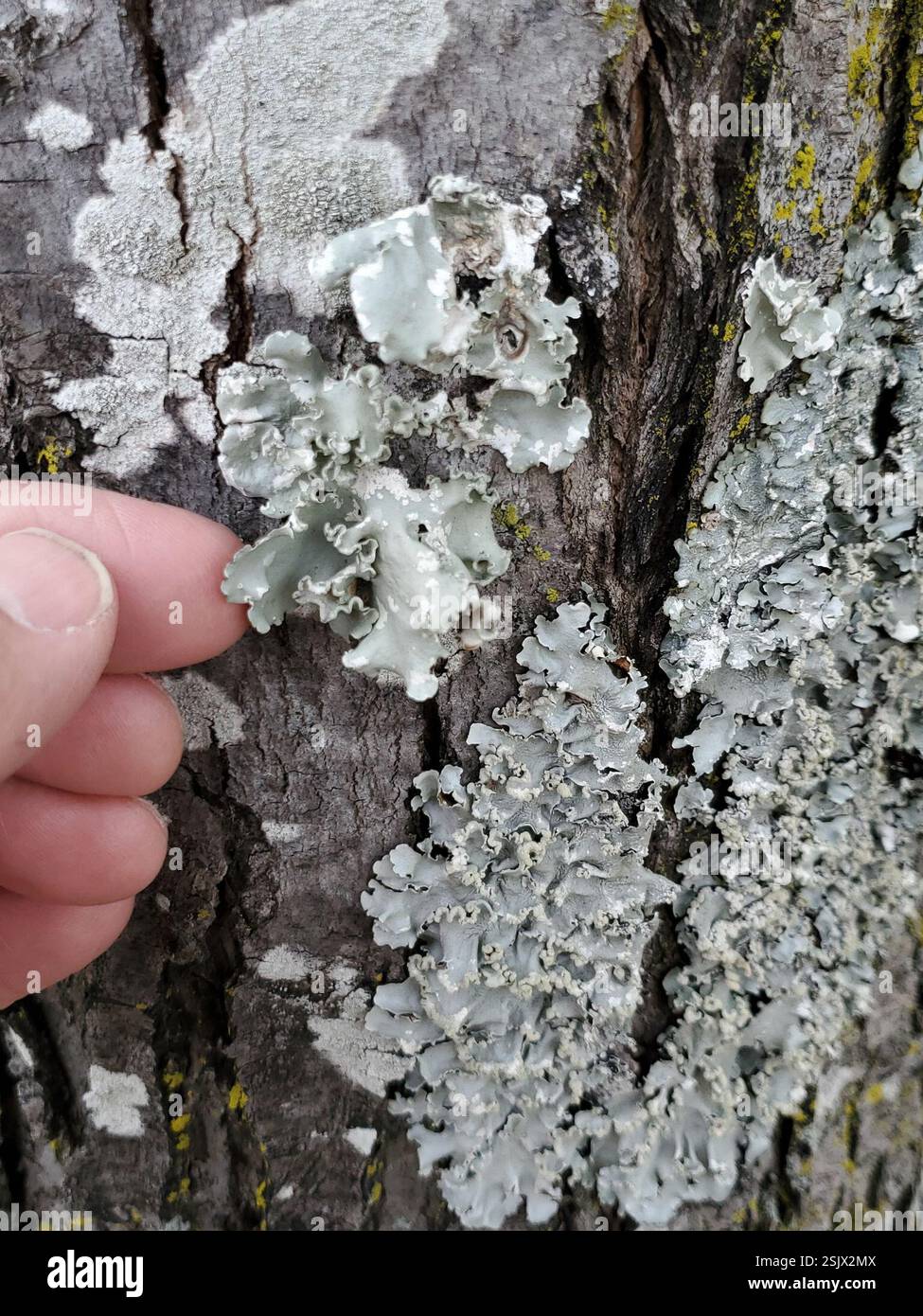 Ruffle Lichens (Parmotrema), Fungi, Fulton, MS 38843, USA Stock Photo ...