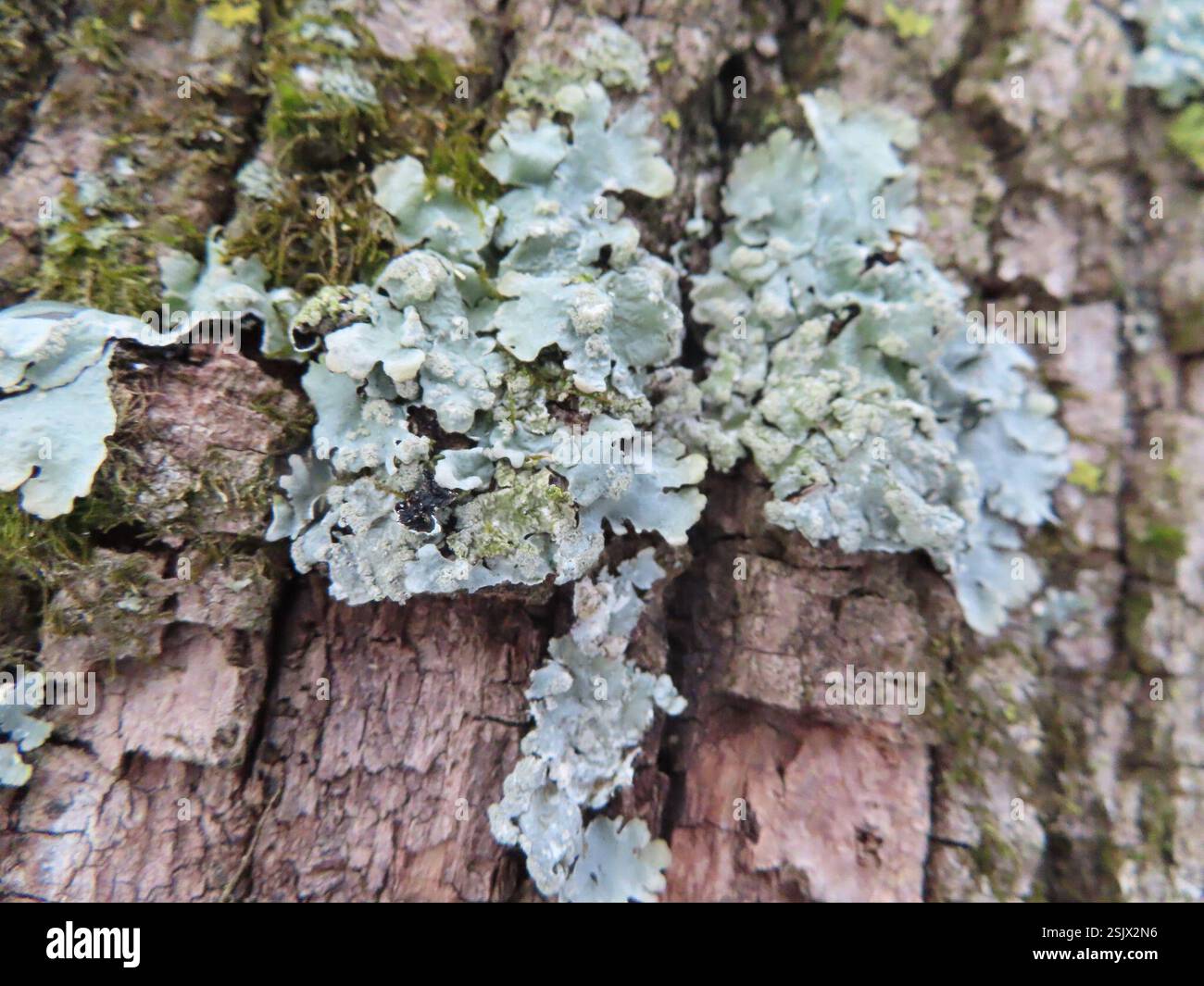 Powdery Axil-bristle Lichen (Myelochroa aurulenta), Fungi, Waukesha ...