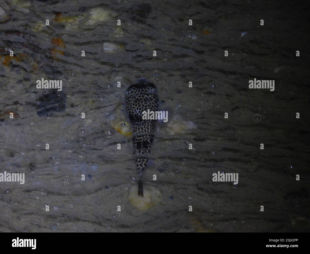 Smooth Toadfish (Tetractenos glaber), Actinopterygii, Beauty Point TAS ...