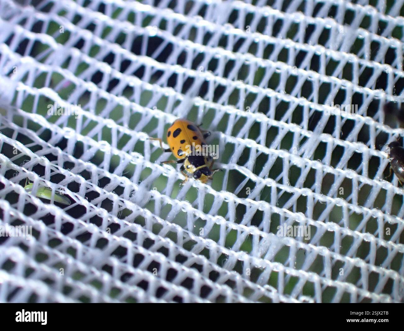 Thirteen-spotted Lady Beetle (Hippodamia tredecimpunctata), Insecta ...