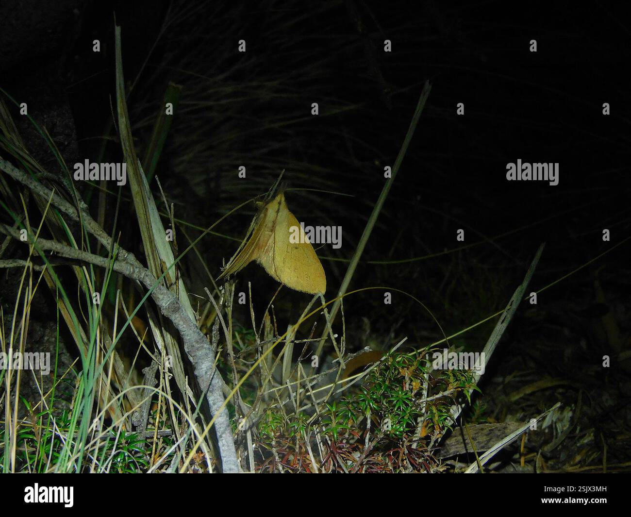 wattle snout moth (Pararguda nasuta), Insecta, Hobart TAS, Australia ...