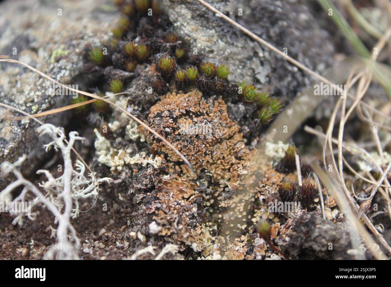 Blushing Scale (Psora decipiens), Fungi, Val de Bagnes, Suisse, maybe ...