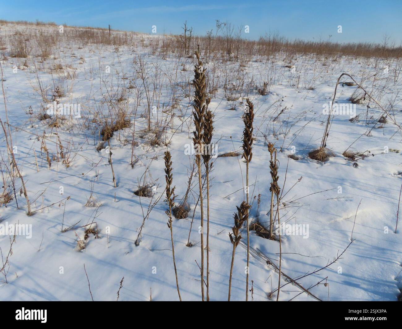 common evening-primrose (Oenothera biennis), Plantae, Dane County, WI ...