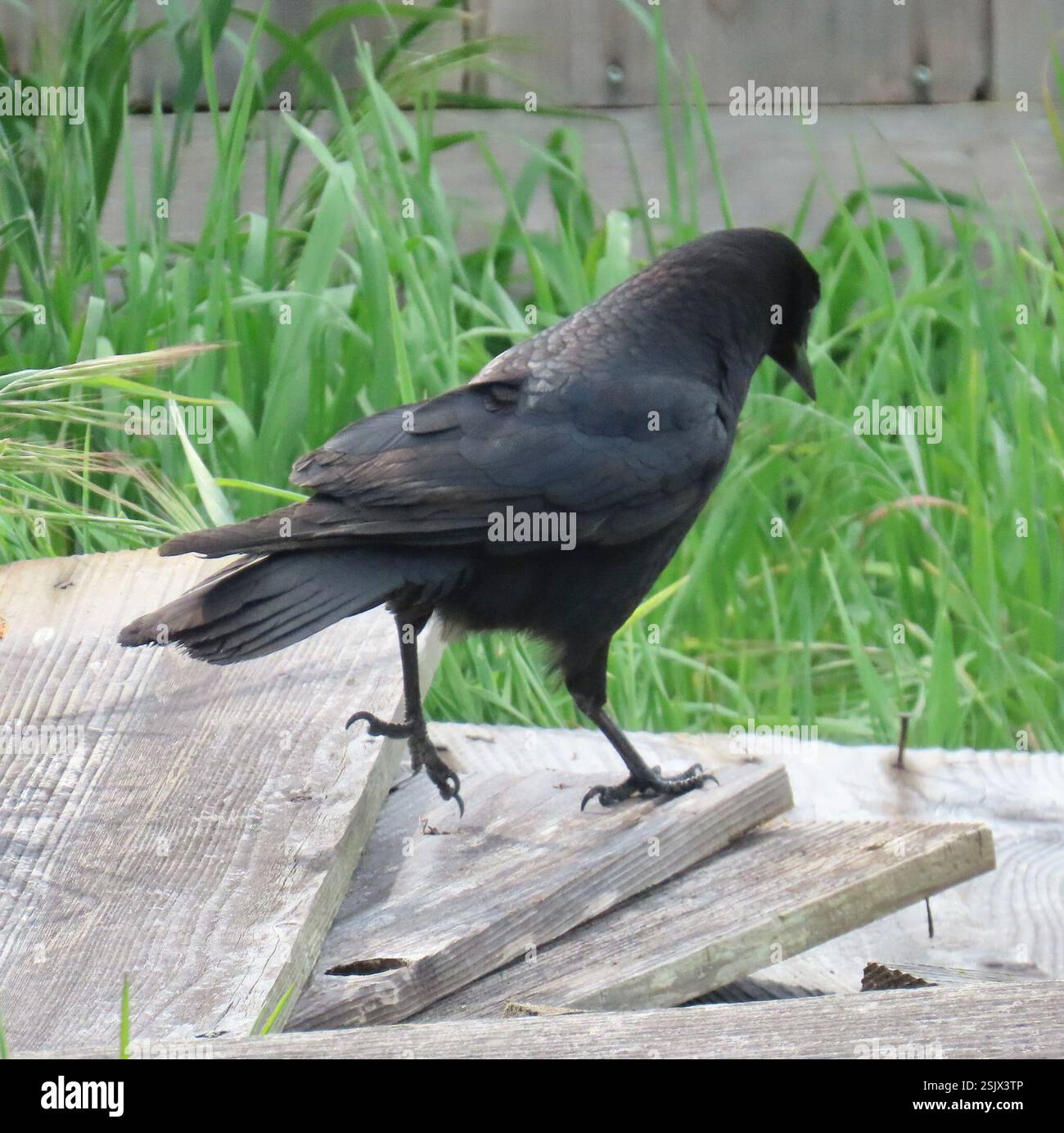 American Crow (Corvus brachyrhynchos), Aves, Ransford Ave, Pacific ...