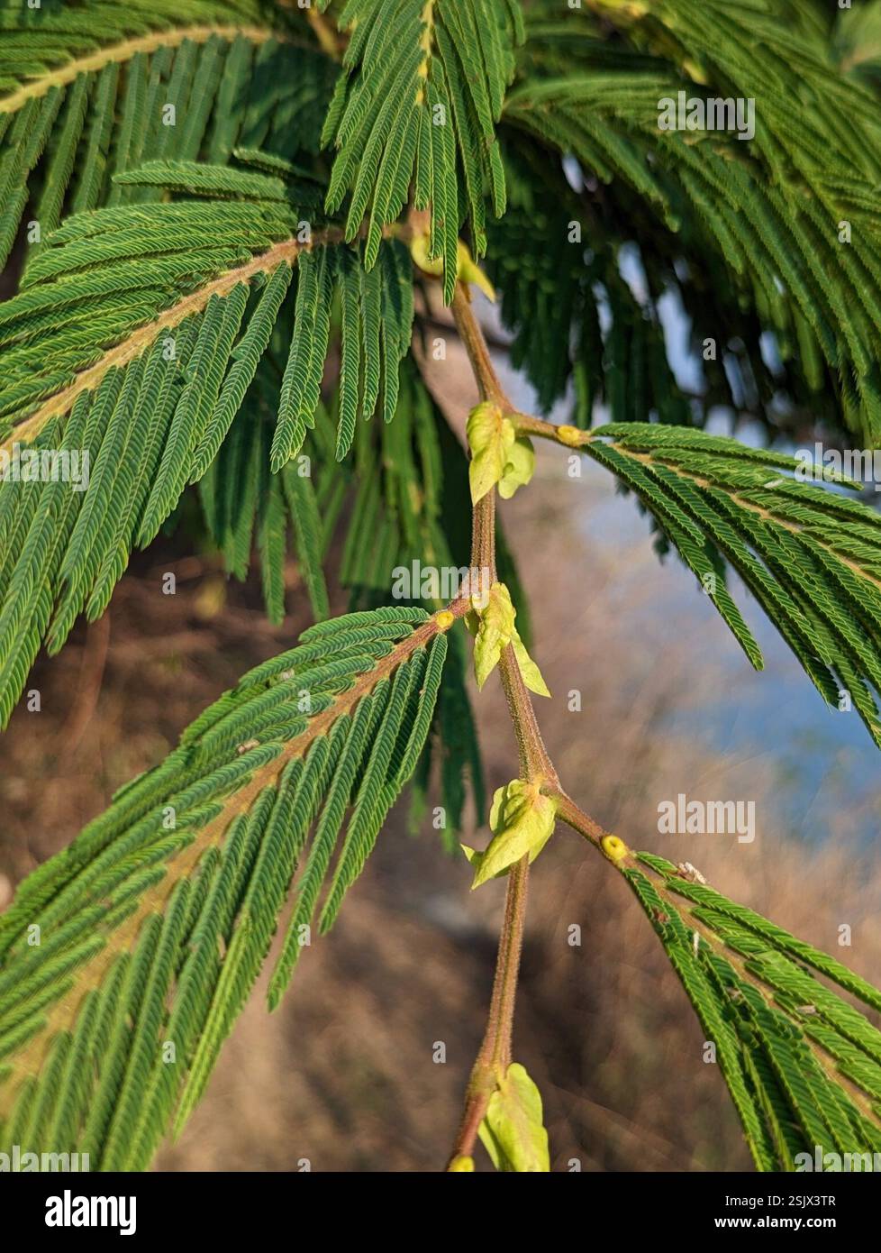 tree calliandra (Calliandra houstoniana), Plantae, Sololá, Guatemala ...