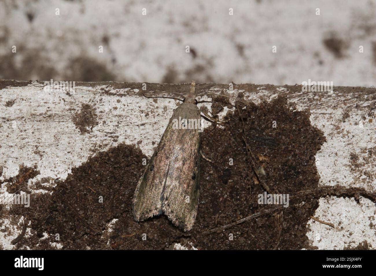 Bee Moth (Aphomia sociella), Insecta, 8400 Ebeltoft, Danmark Stock ...