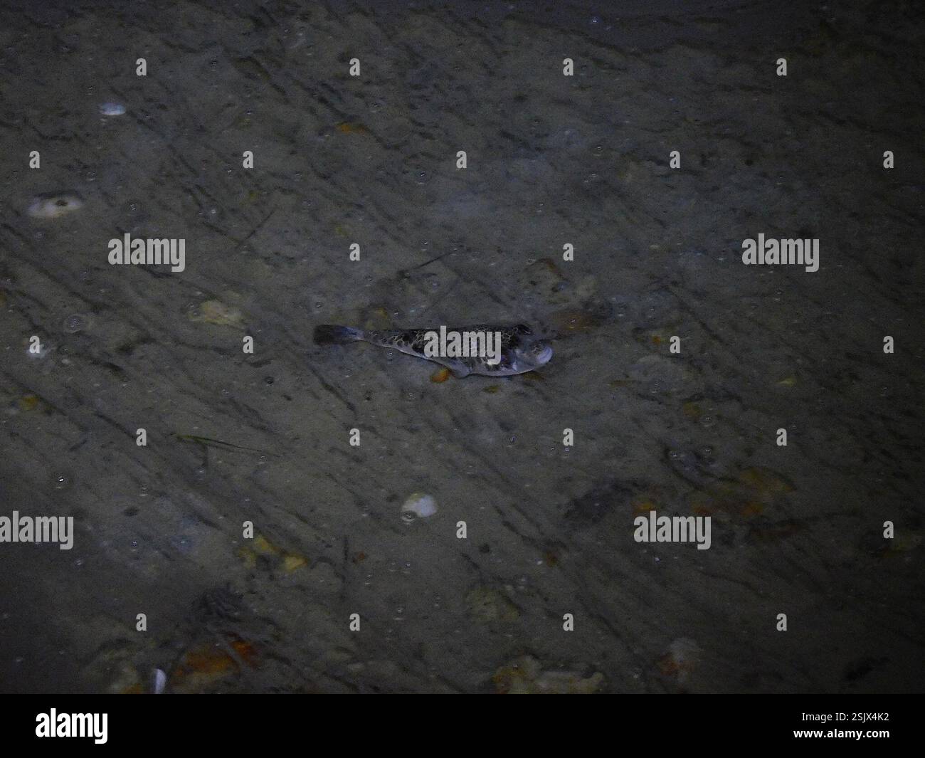 Smooth Toadfish (Tetractenos glaber), Actinopterygii, Beauty Point TAS ...