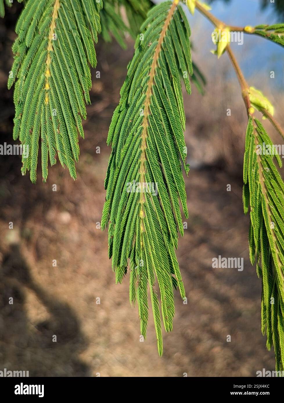 tree calliandra (Calliandra houstoniana), Plantae, Sololá, Guatemala ...