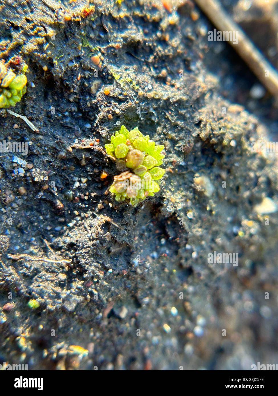 Bottle Liverworts (Sphaerocarpos), Plantae, Monaña de Oro State Park ...