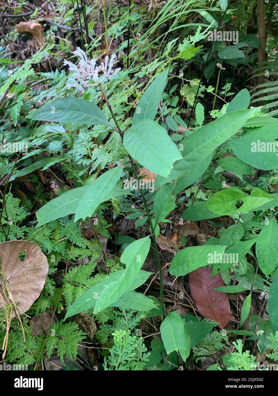 Curved Flower Woody Chassalia (Chassalia curviflora), Plantae, Than ...