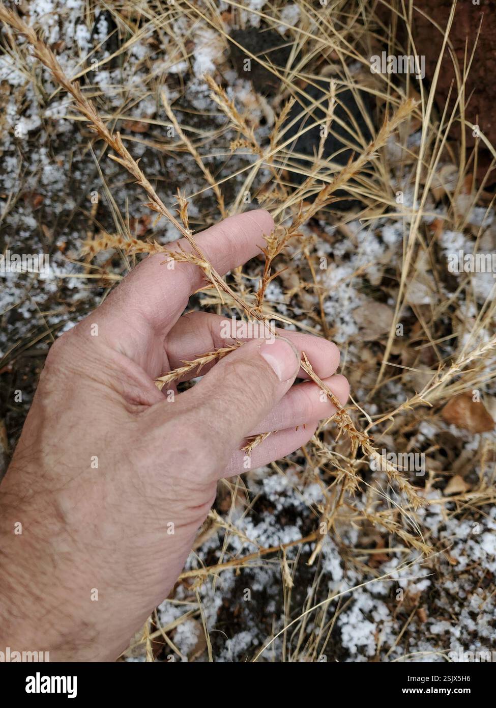 Russian Thistles (Salsola), Plantae, Capulin Volcano National Monument ...