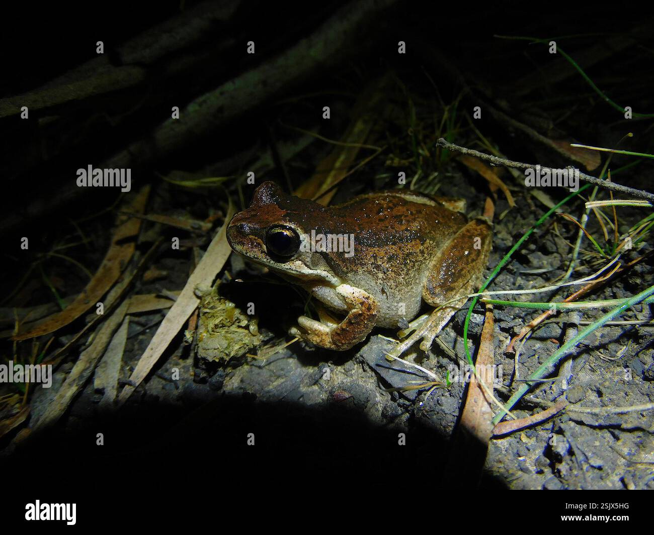 Brown Tree Frog (Litoria ewingii), Amphibia, Hobart TAS, Australia ...