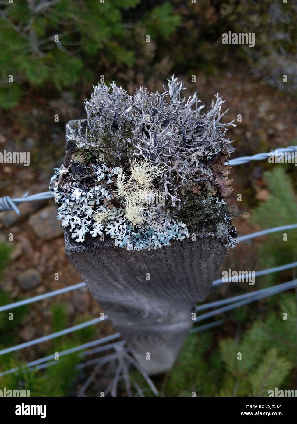 common lichens (Lecanoromycetes), Fungi, Carrbridge PH23 3AX, UK ...