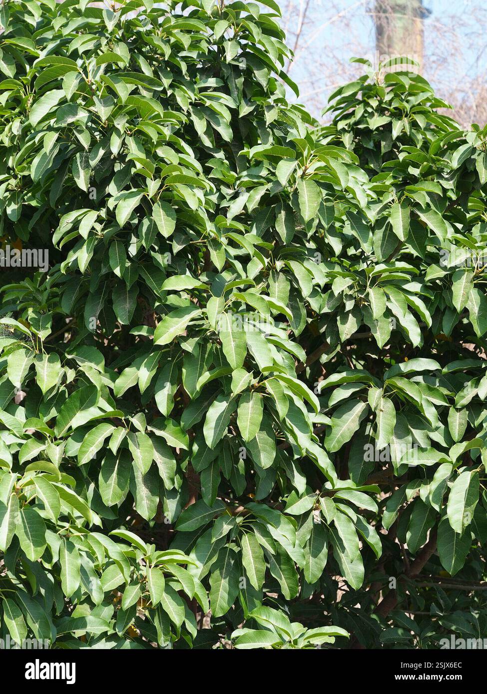 Japanese Superb Fig (Ficus subpisocarpa), Plantae, 台灣雲林縣 Stock Photo ...