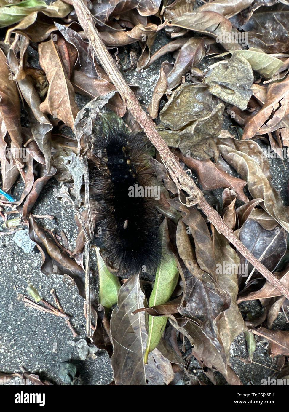 Salt Marsh Moth (Estigmene acrea), Insecta, Delachaise St, New Orleans ...