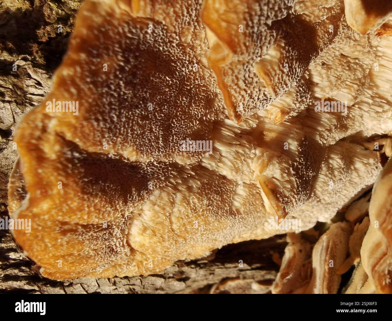 (Trametes), Fungi, Emilienhofstraße 2, 37154 Northeim, Deutschland ...