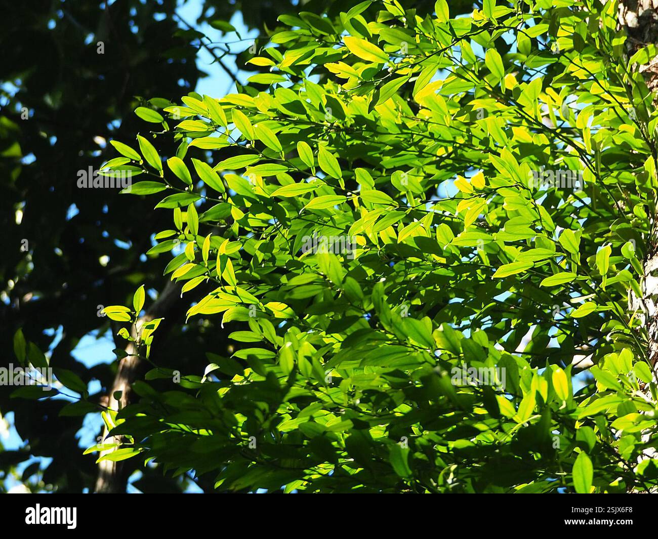 Chinese Pothos (Pothos chinensis), Plantae, 台灣新北市 Stock Photo - Alamy