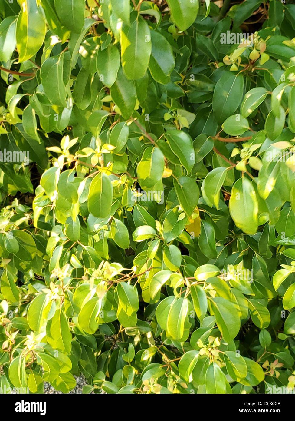 Camphor (Camphora officinarum), Plantae, Dauphin Acres, Mobile, AL ...