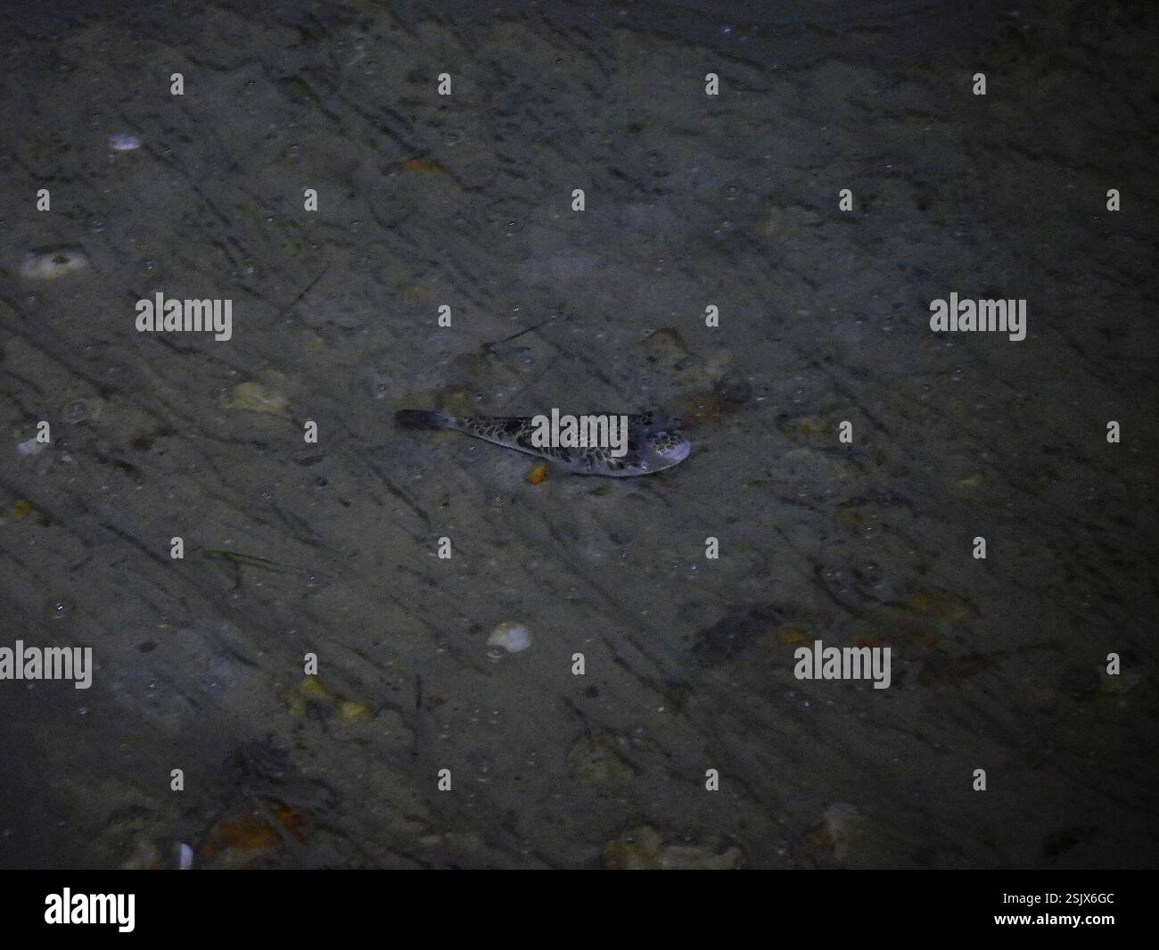 Smooth Toadfish (Tetractenos glaber), Actinopterygii, Beauty Point TAS ...