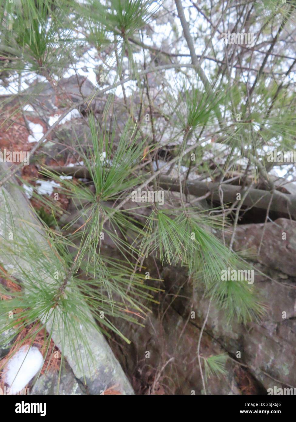eastern white pine (Pinus strobus), Plantae, Devil's Lake State Park ...
